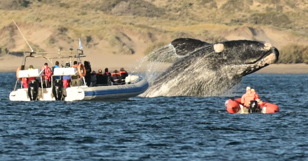 Arranca en Las Grutas la temporada de avistaje de ballenas – Amo Viajar